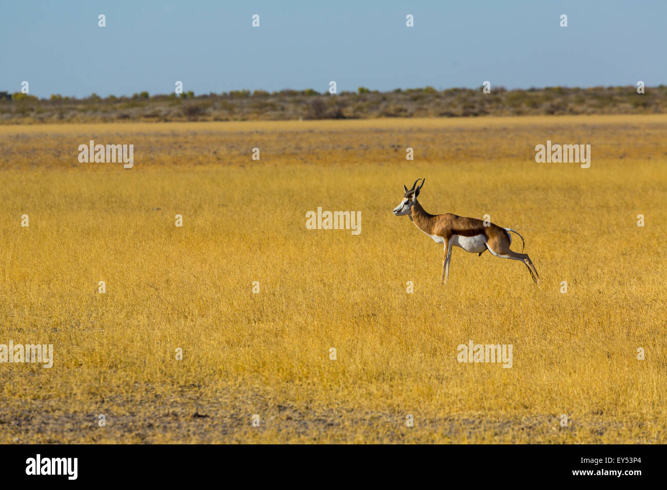 Springbok - Kalahari Botswana Stock Photo - Alamy