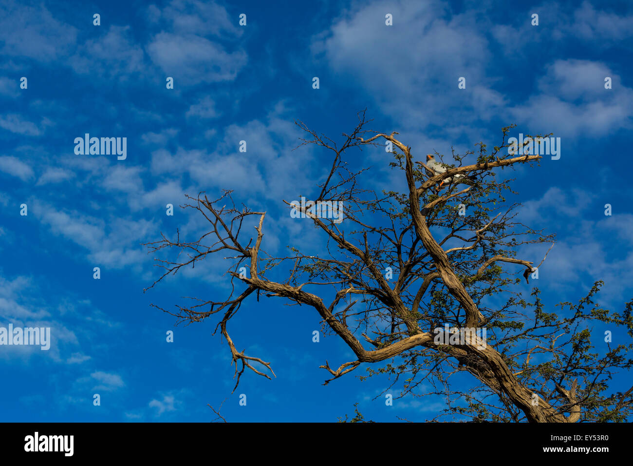 Raptor on a tree - Kalahari Botswana Stock Photo - Alamy