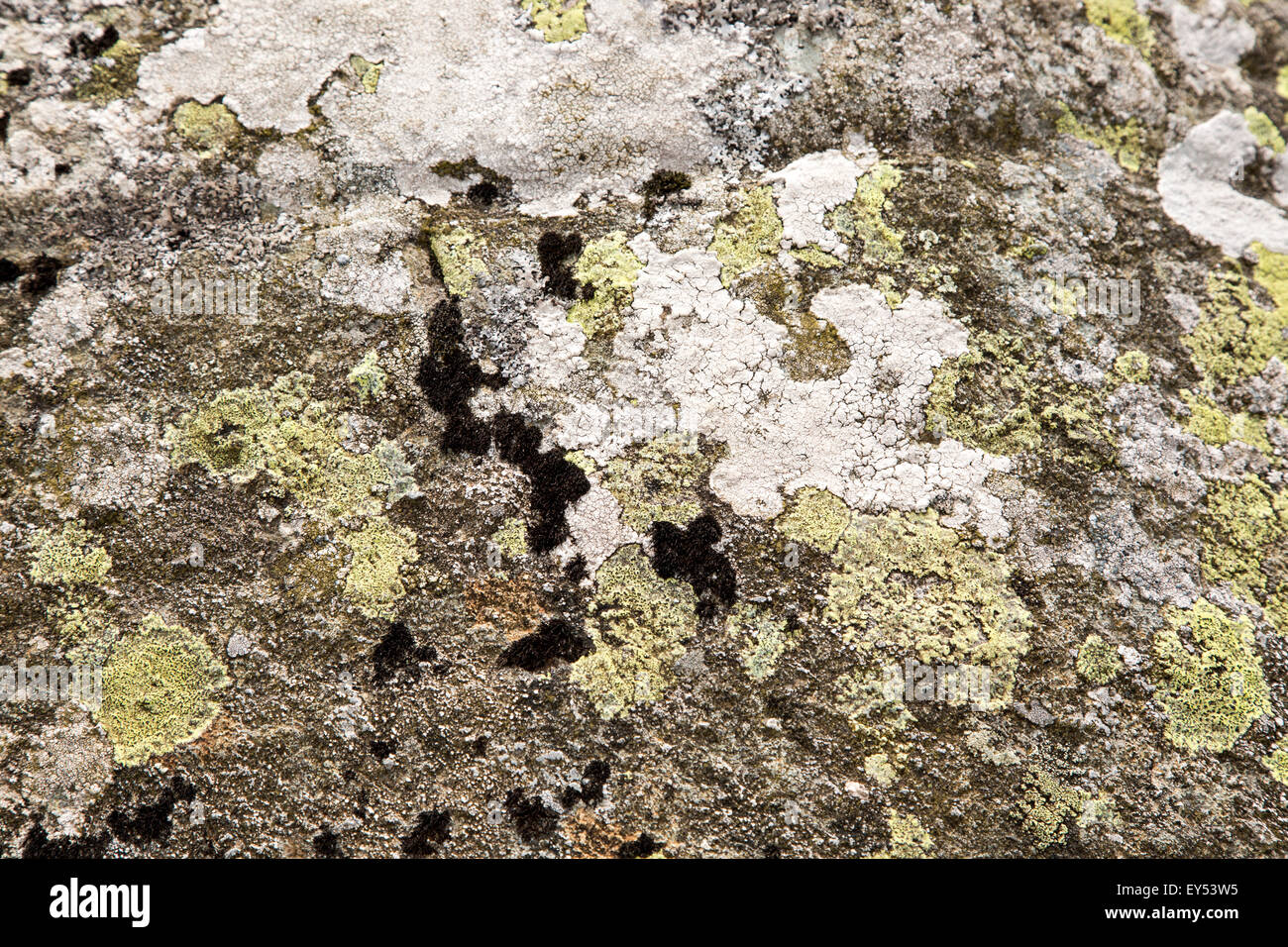 Close up of lichen growing on bare rock, Lake District national park ...