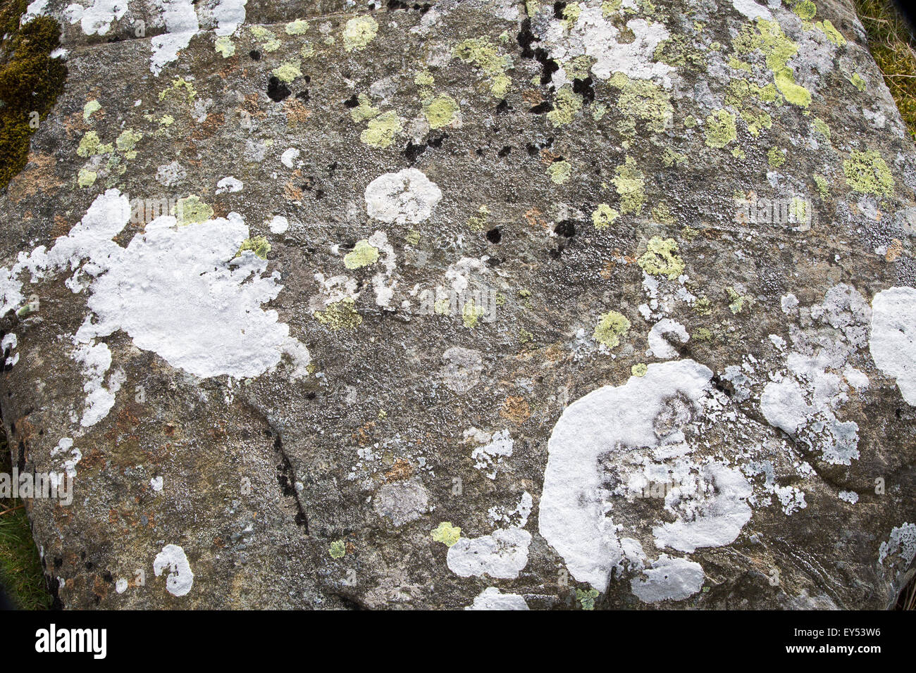 Close up of lichen growing on bare rock, Lake District national park ...
