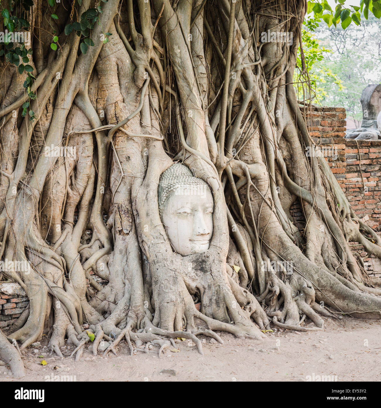 Buddha head overgrown by fig tree in Wat Mahathat. Ayutthaya historical ...