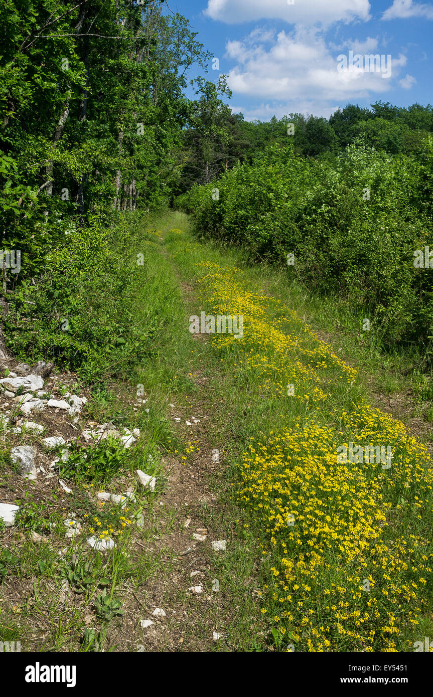 Flowery path near the forest - Burgundy France Stock Photo - Alamy