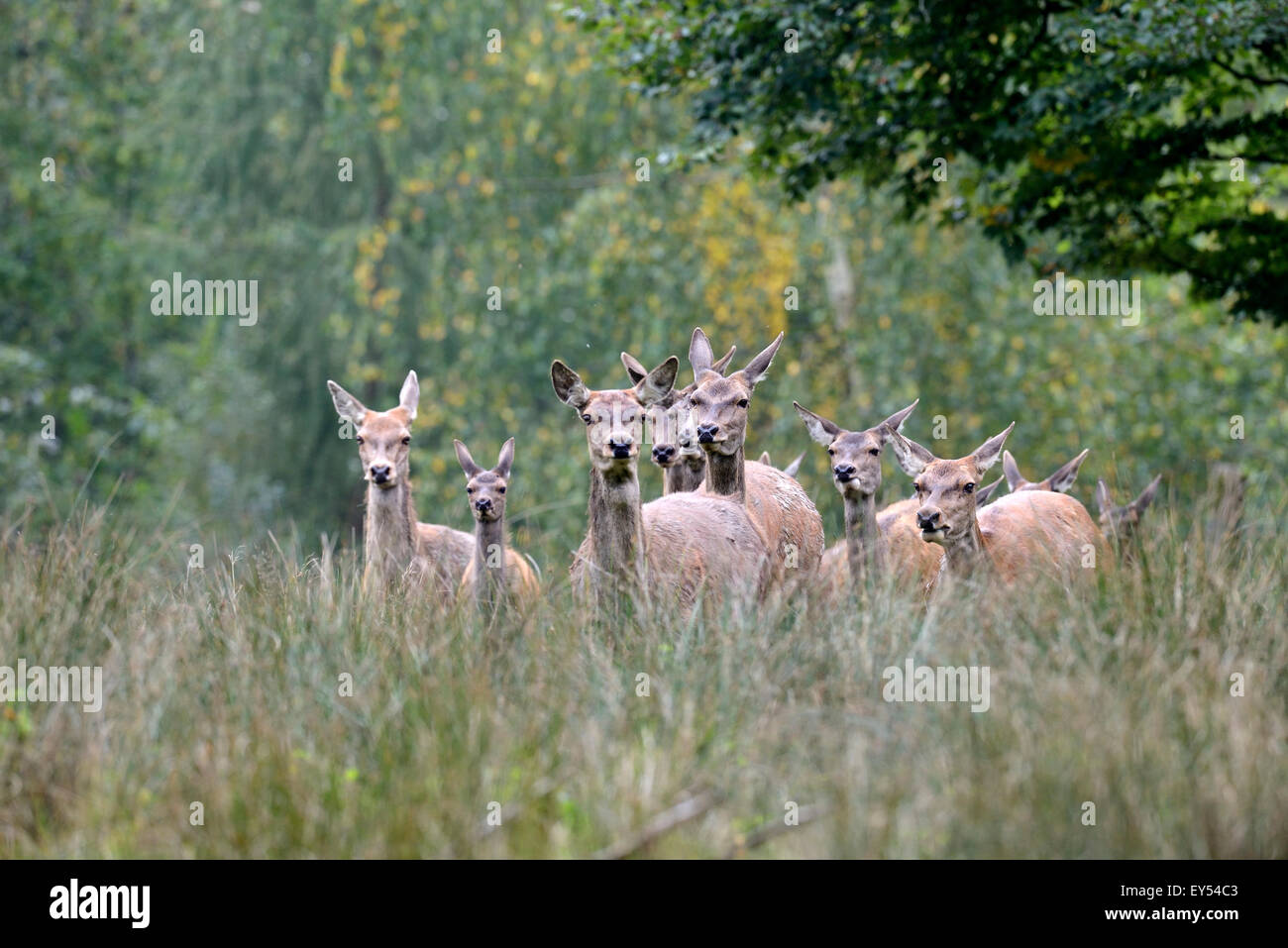 Female red deer during rutting - France Stock Photo - Alamy