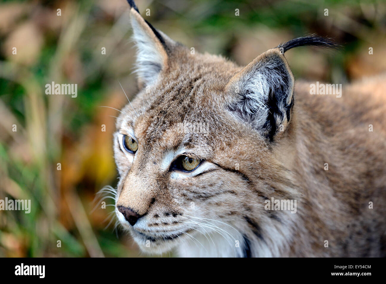 Portrait of Eurasian lynx Animal Park St. Croix Stock Photo - Alamy
