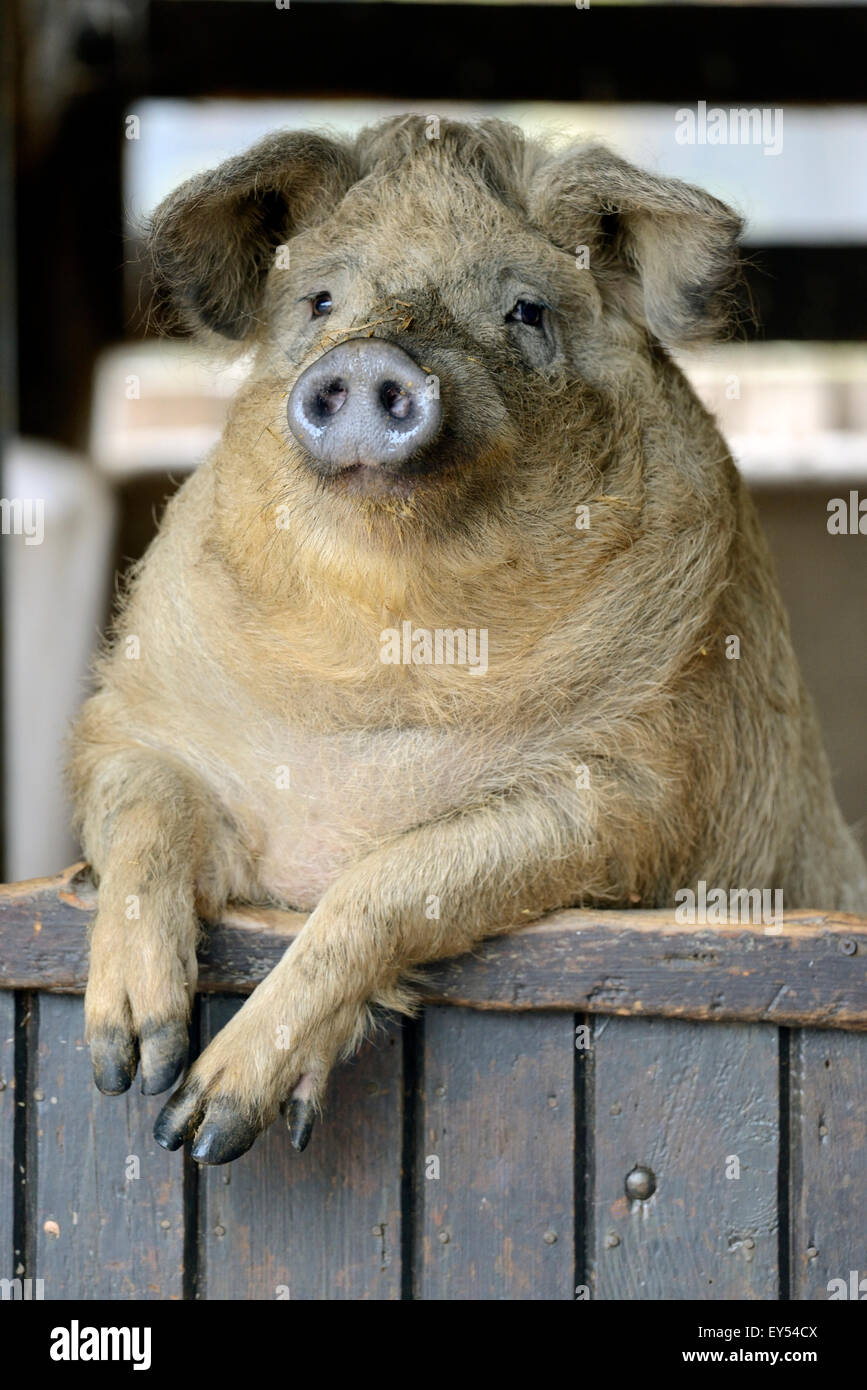 Portrait of Pig at the door of a farmhouse - France Stock Photo - Alamy