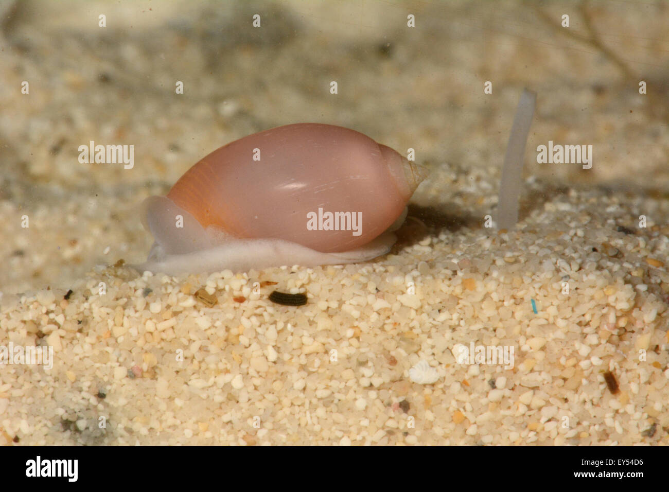 Pupa shell hi-res stock photography and images - Alamy