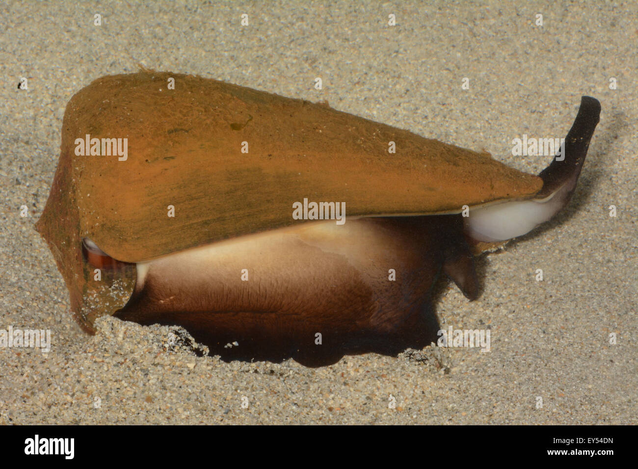 Cone of clay hi-res stock photography and images - Alamy