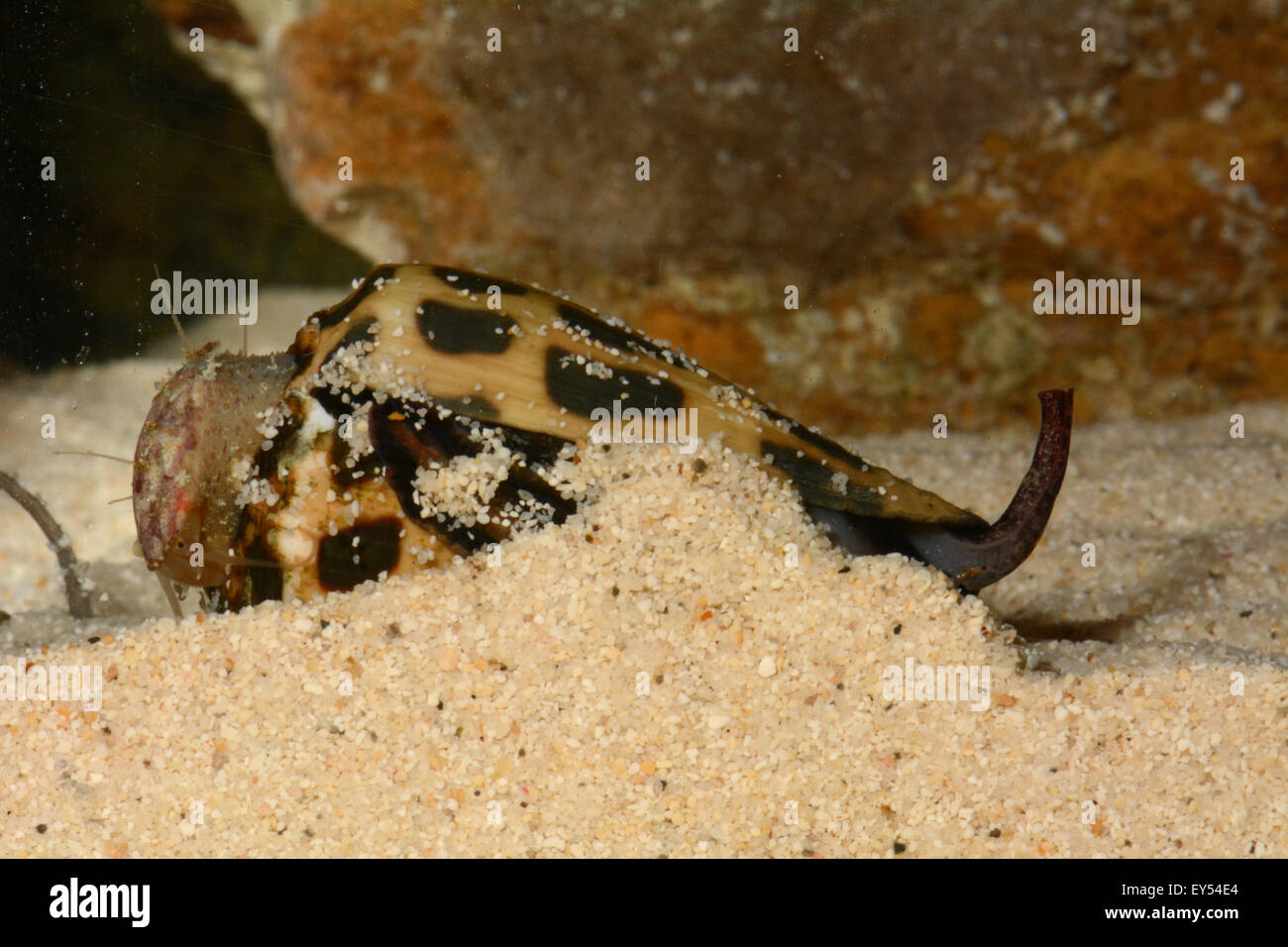 Hebrew Cone on sand - New Caledonia Stock Photo - Alamy