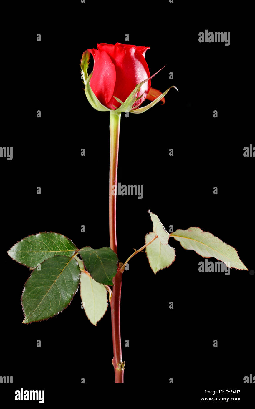 Single red rose Stock Photo - Alamy