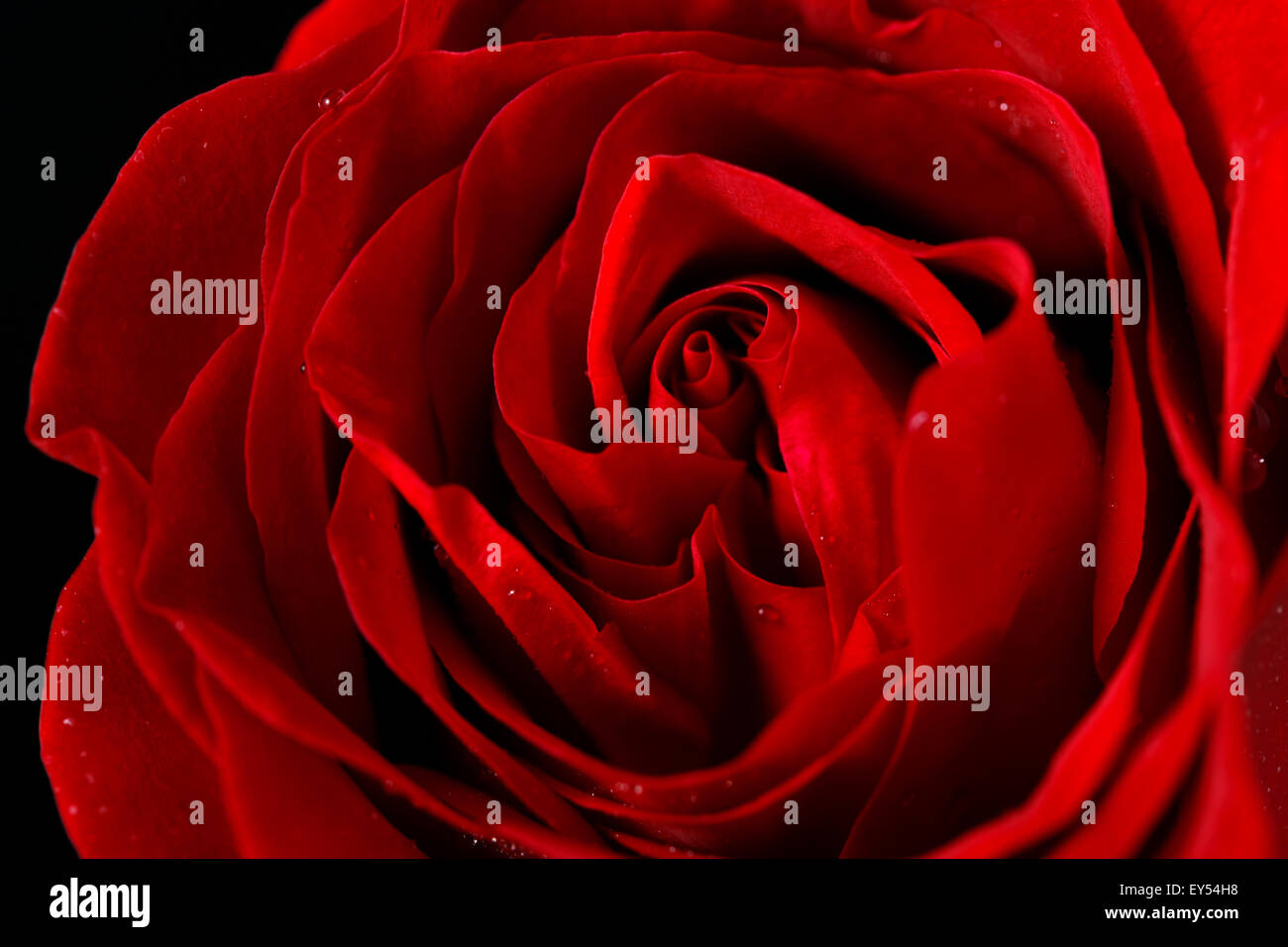 Single red rose Stock Photo - Alamy