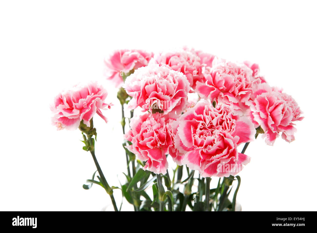 Carnation cut out hi-res stock photography and images - Alamy