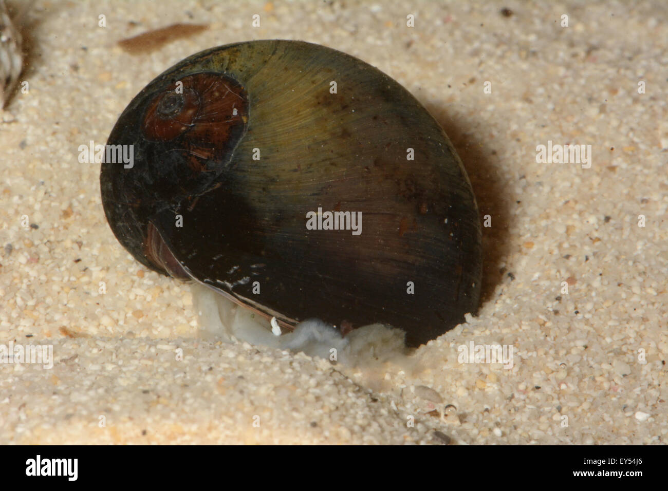 Snail shell overview hi-res stock photography and images - Alamy