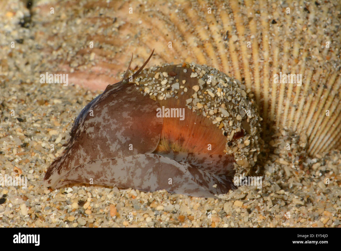 Snail shell overview hi-res stock photography and images - Alamy
