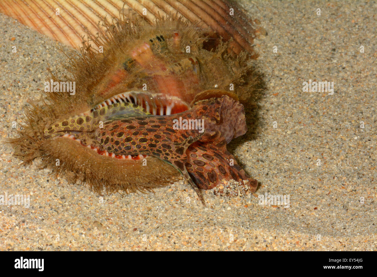 Hairy Triton on sand - New Caledonia Stock Photo - Alamy