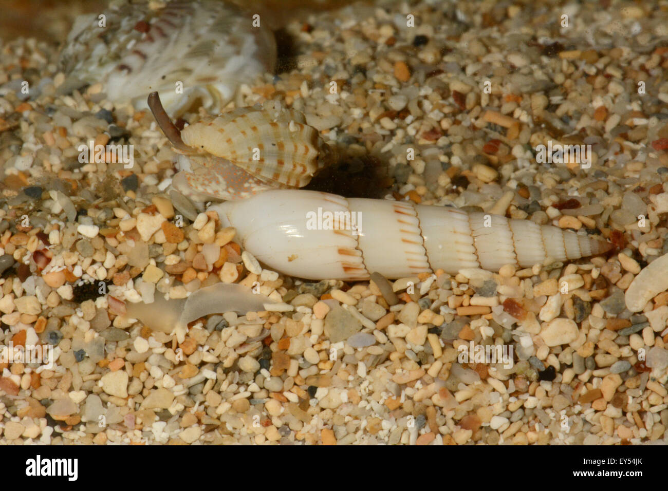 Auger shell hi-res stock photography and images - Alamy