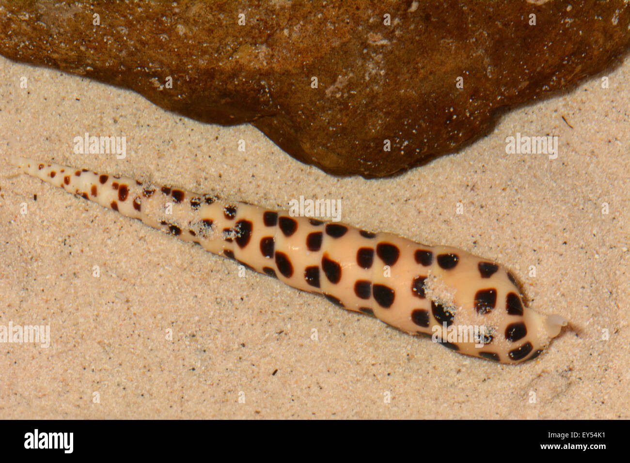 Subulate Auger on sand - New Caledonia Stock Photo - Alamy