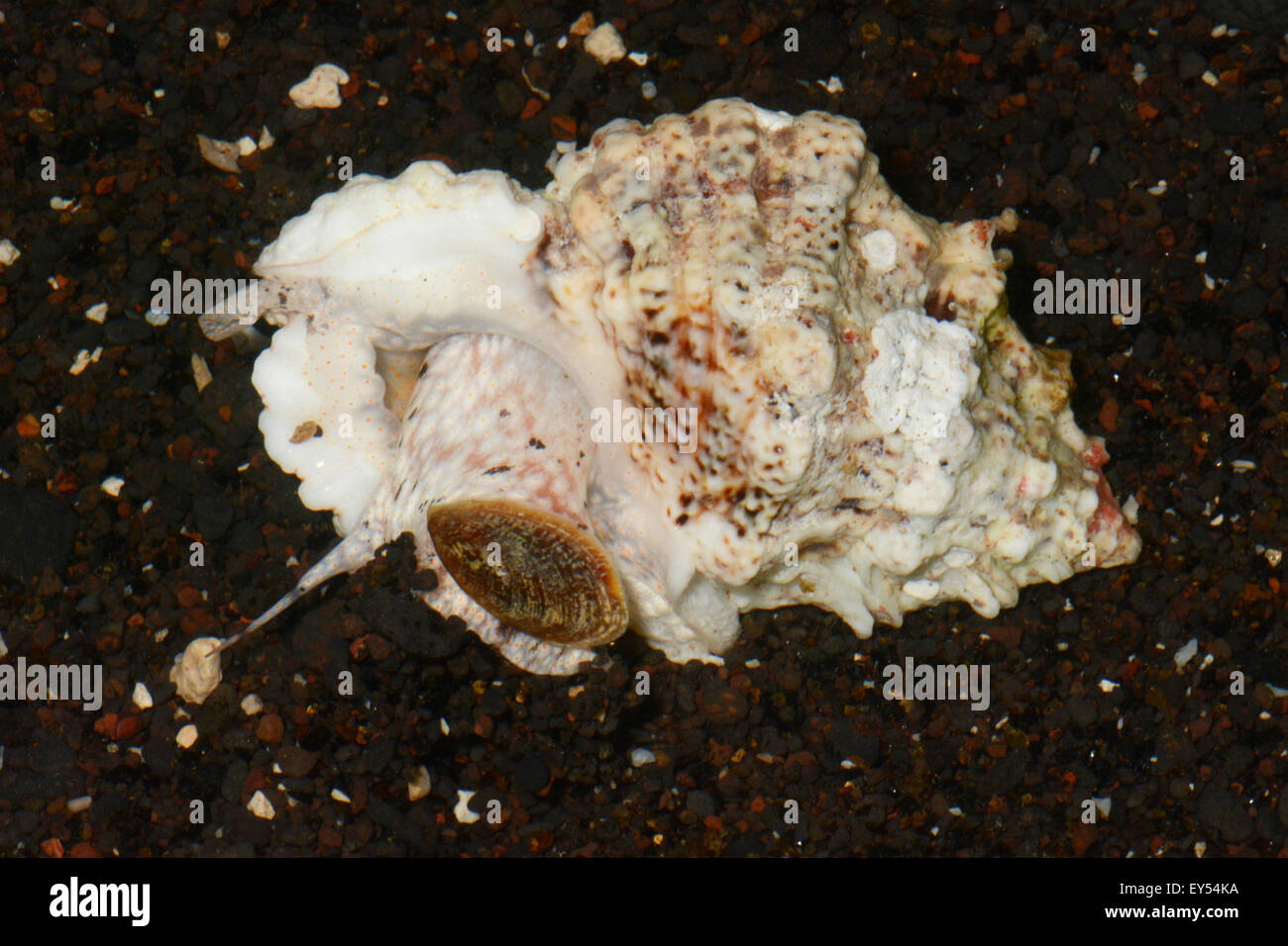Chestnut Frog shell on sand - Tahiti French Polynesia Stock Photo - Alamy