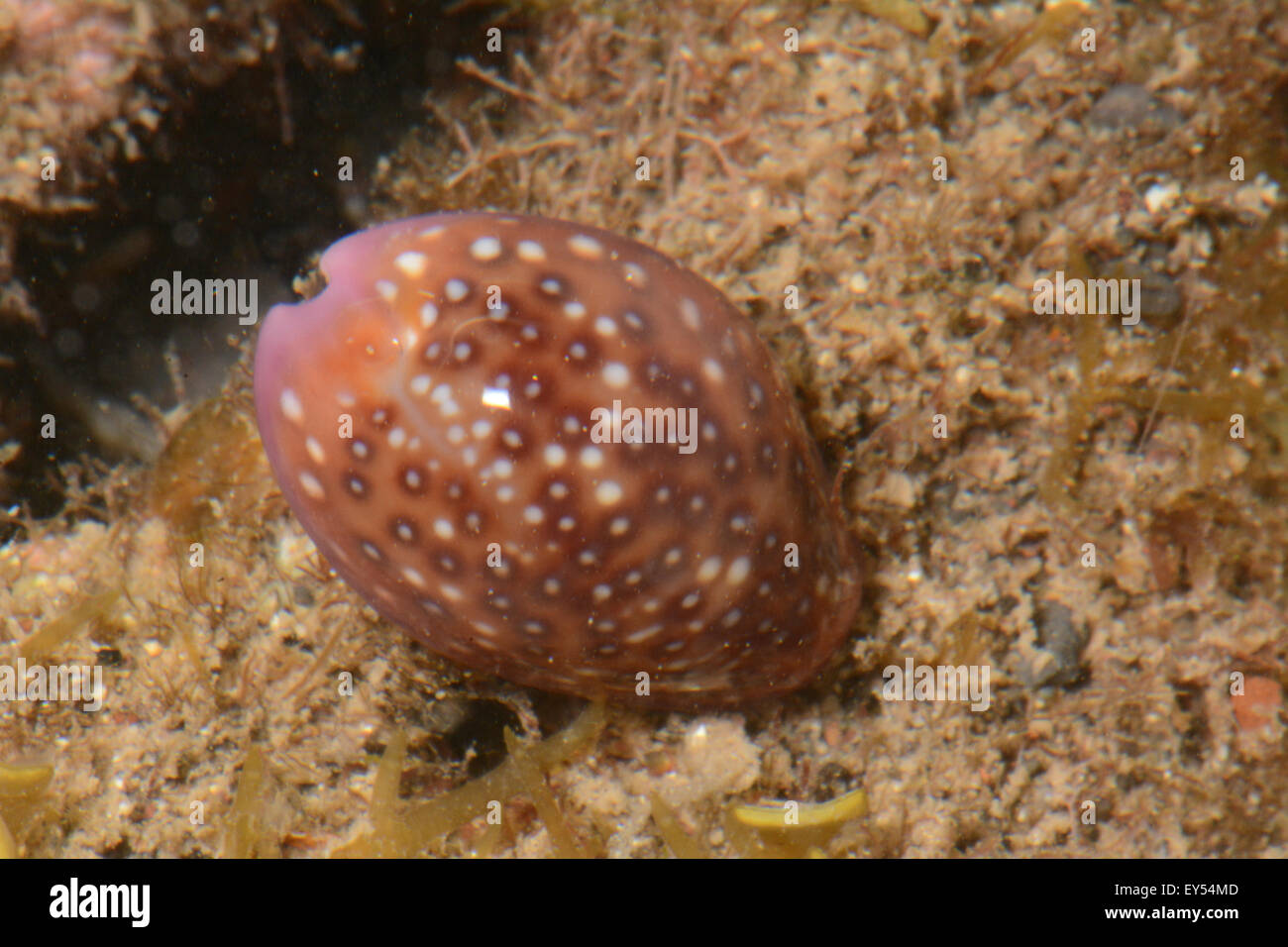 Purple-based Cowry on Reef - Tahiti French Polynesia Stock Photo - Alamy