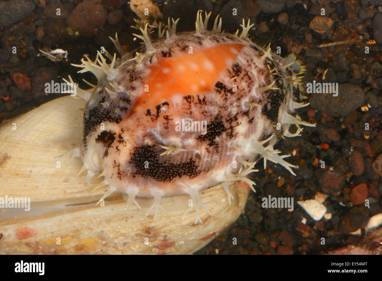 Pacific Deer Cowrie on Reef - Tahiti French Polynesia Stock Photo - Alamy