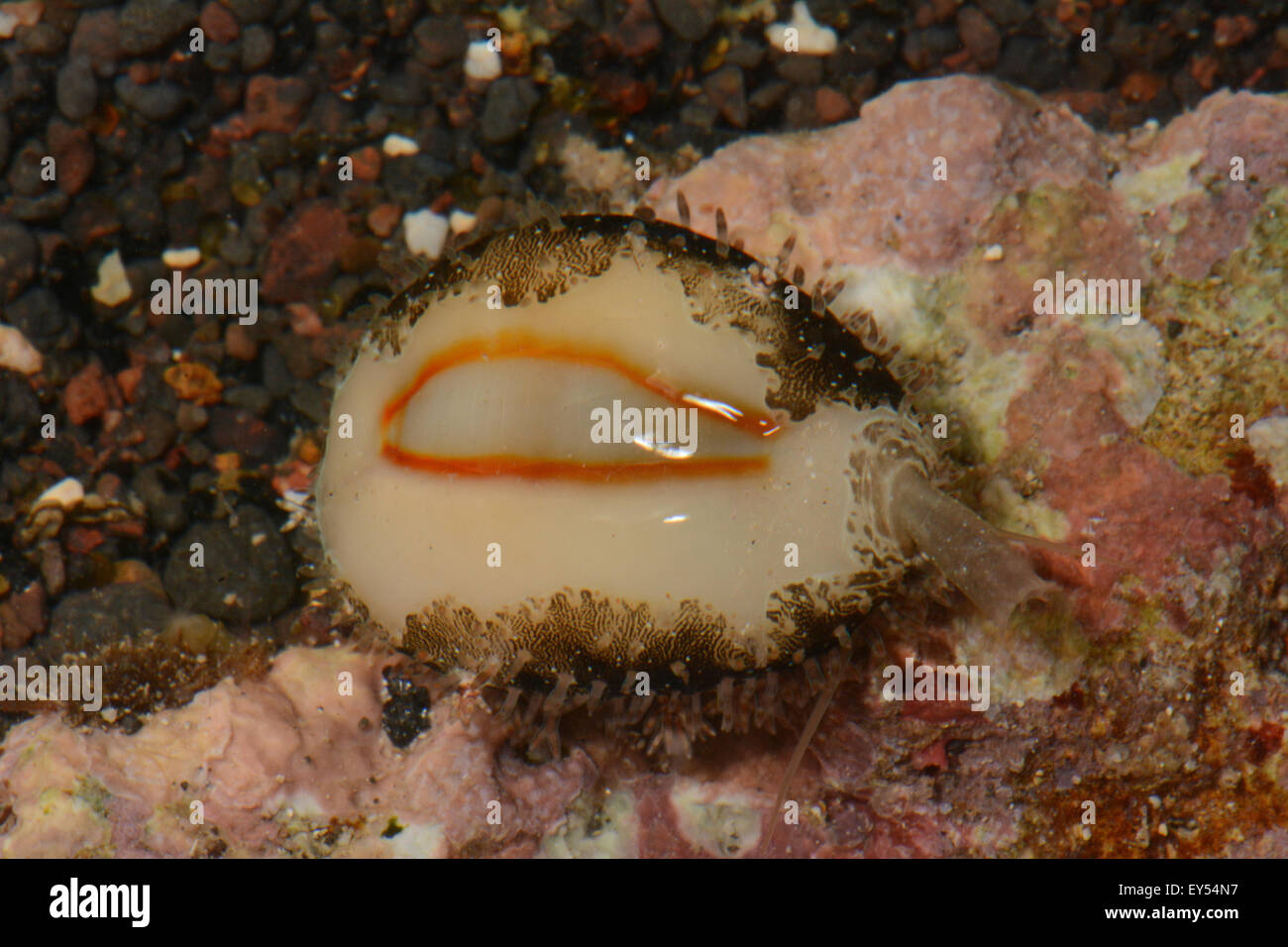 Walled cowrie on Reef - Tahiti French Polynesia Stock Photo - Alamy
