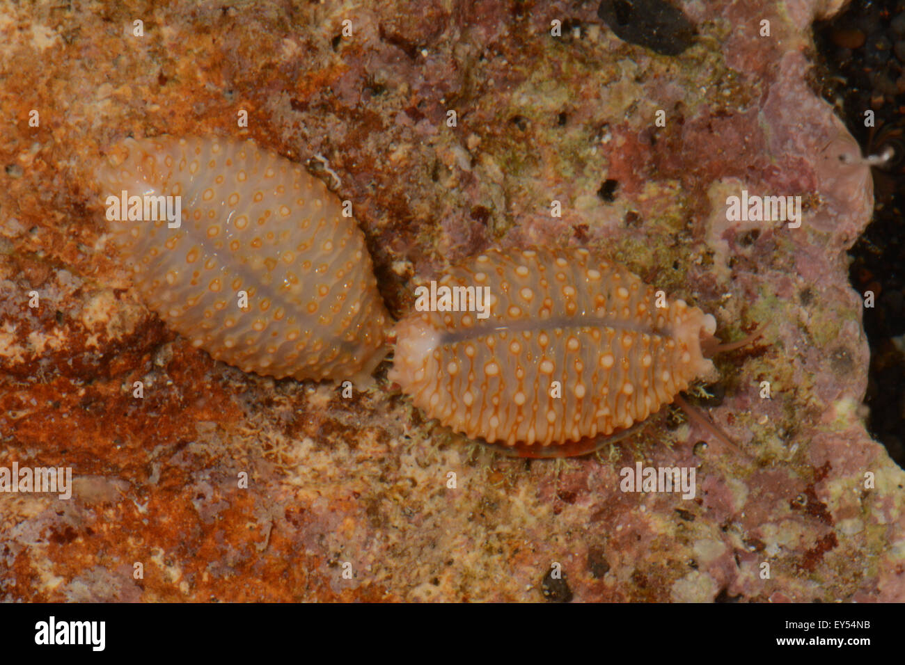Wrinkled Cowry on reef - Tahiti French Polynesia Stock Photo - Alamy