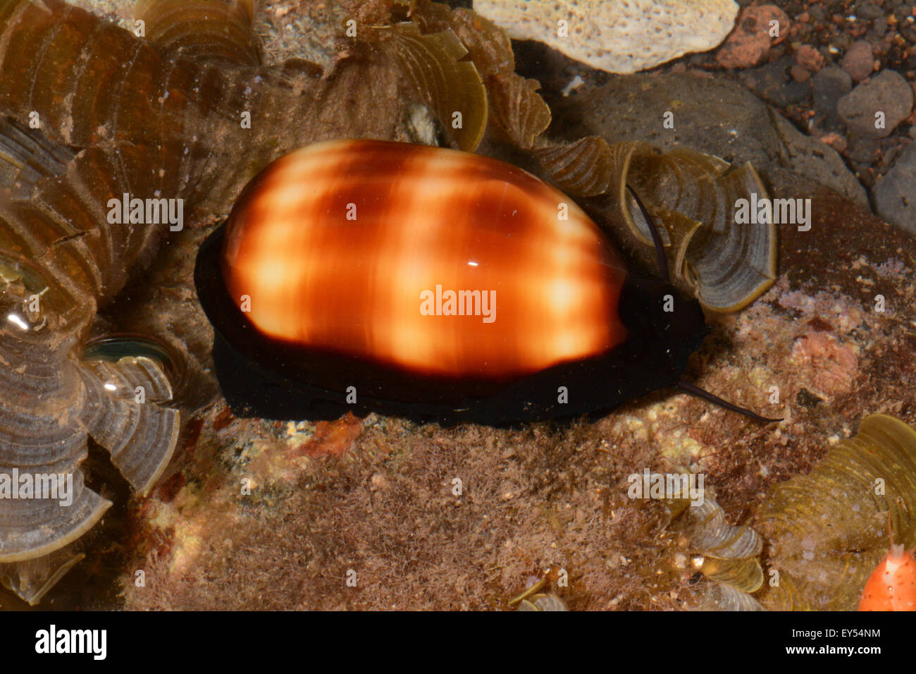 Mole Cowry on reef - Tahiti French Polynesia Stock Photo - Alamy