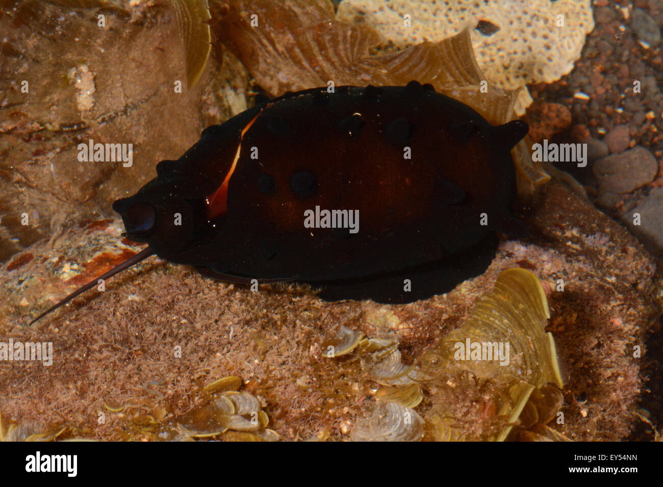 Mole Cowry on reef - Tahiti French Polynesia Stock Photo - Alamy