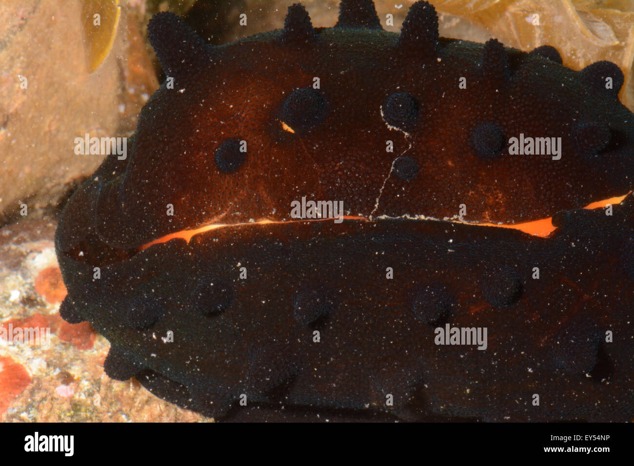 Mole Cowry on reef - Tahiti French Polynesia Stock Photo - Alamy