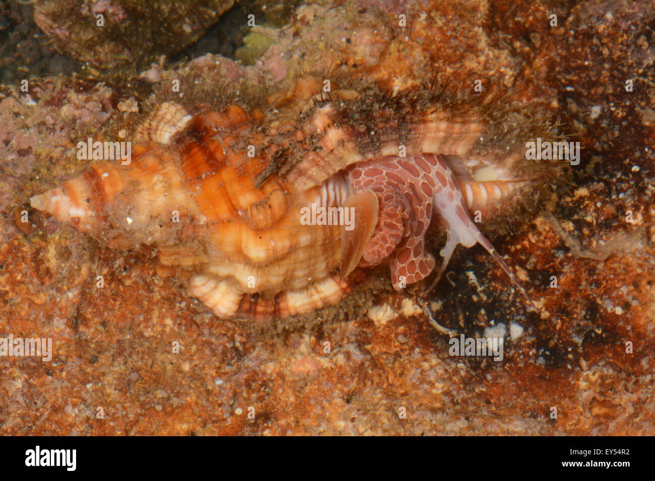Cosmopolitan hairy triton on reef - Tahiti French Polynesia Stock Photo ...