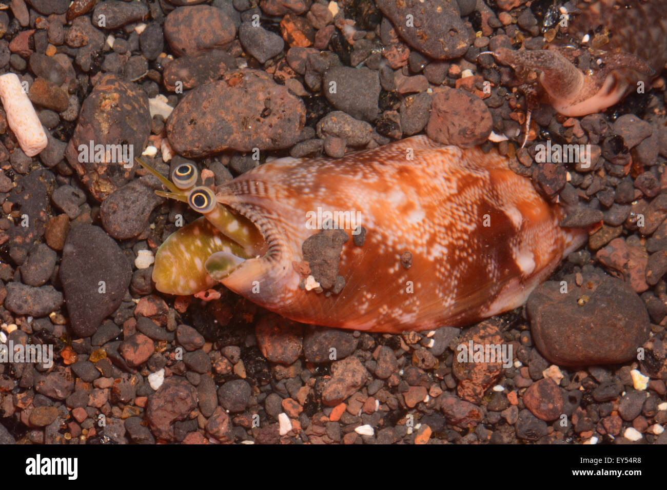 Samar Conch High Resolution Stock Photography and Images - Alamy