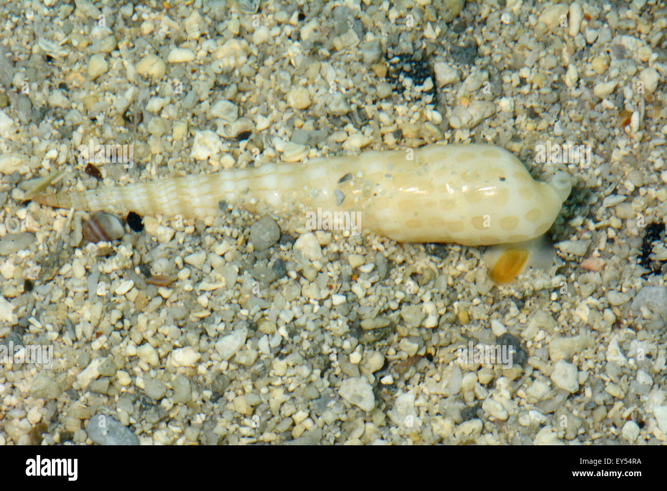 Auger shell hi-res stock photography and images - Alamy