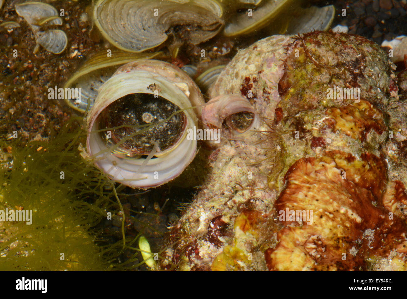 Reef worm hi-res stock photography and images - Alamy