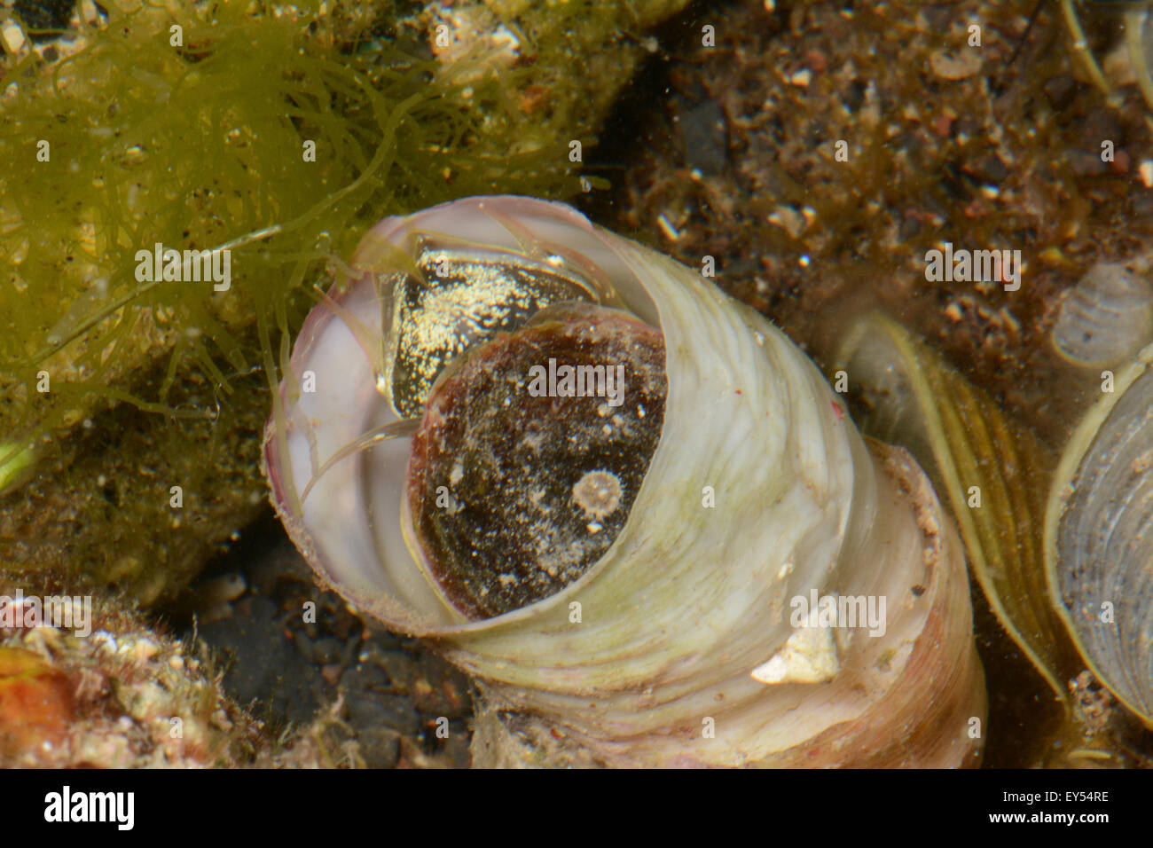 Worm Shell High Resolution Stock Photography and Images - Alamy