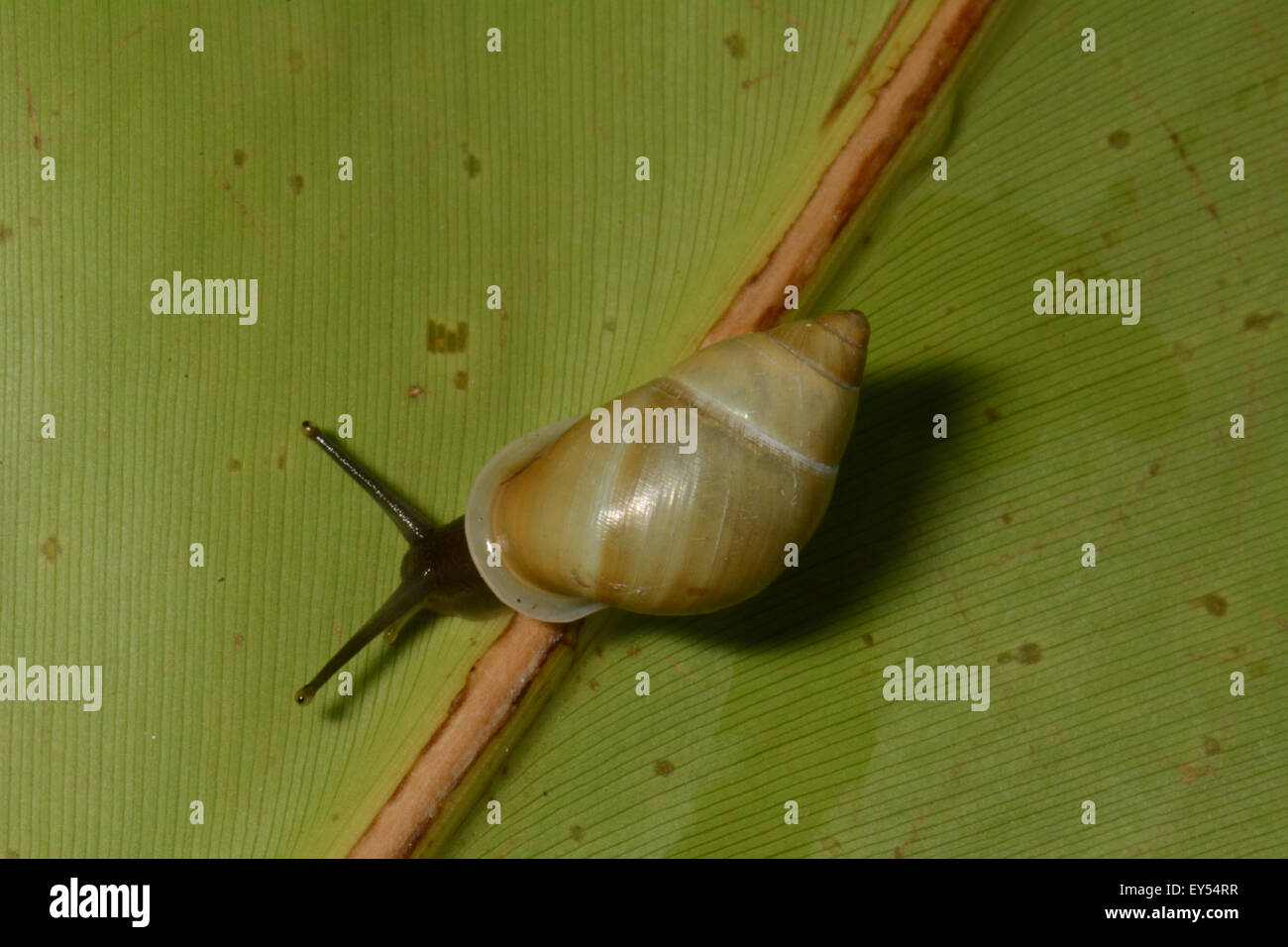 Partula Snail on leaf - Tahiti French Polynesia Stock Photo - Alamy