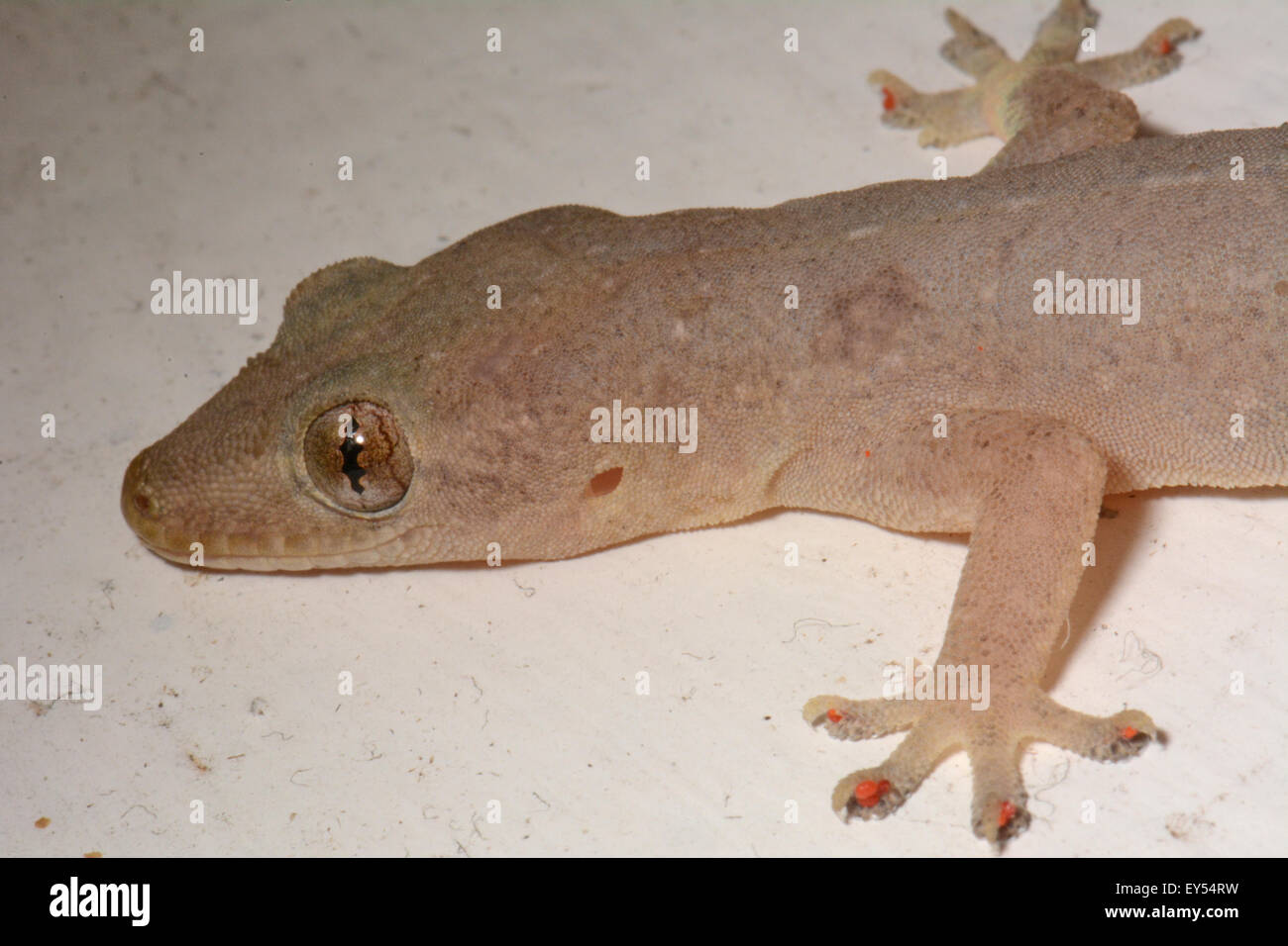 Oceanic Gecko on a wall - Tahiti French Polynesia Stock Photo - Alamy