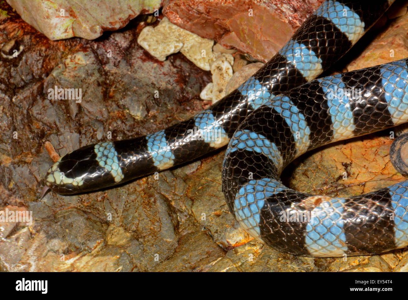 Blue Banded Sea Krait