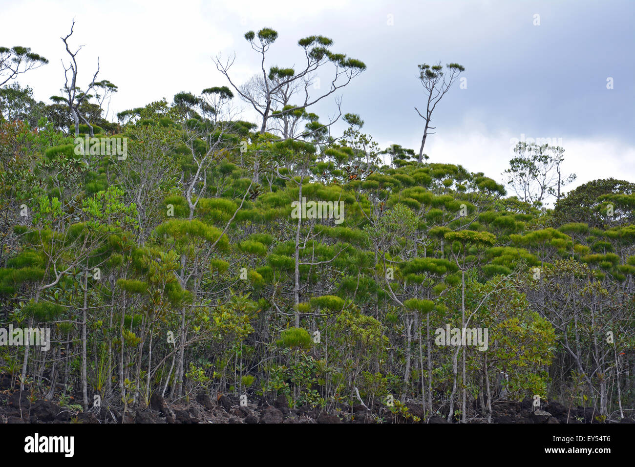 Iron Wood - Yate New Caledonia Stock Photo - Alamy