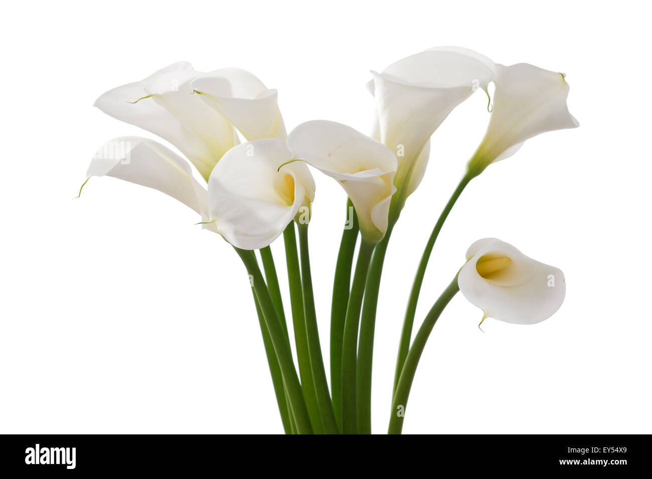 Calla lily hi-res stock photography and images - Alamy