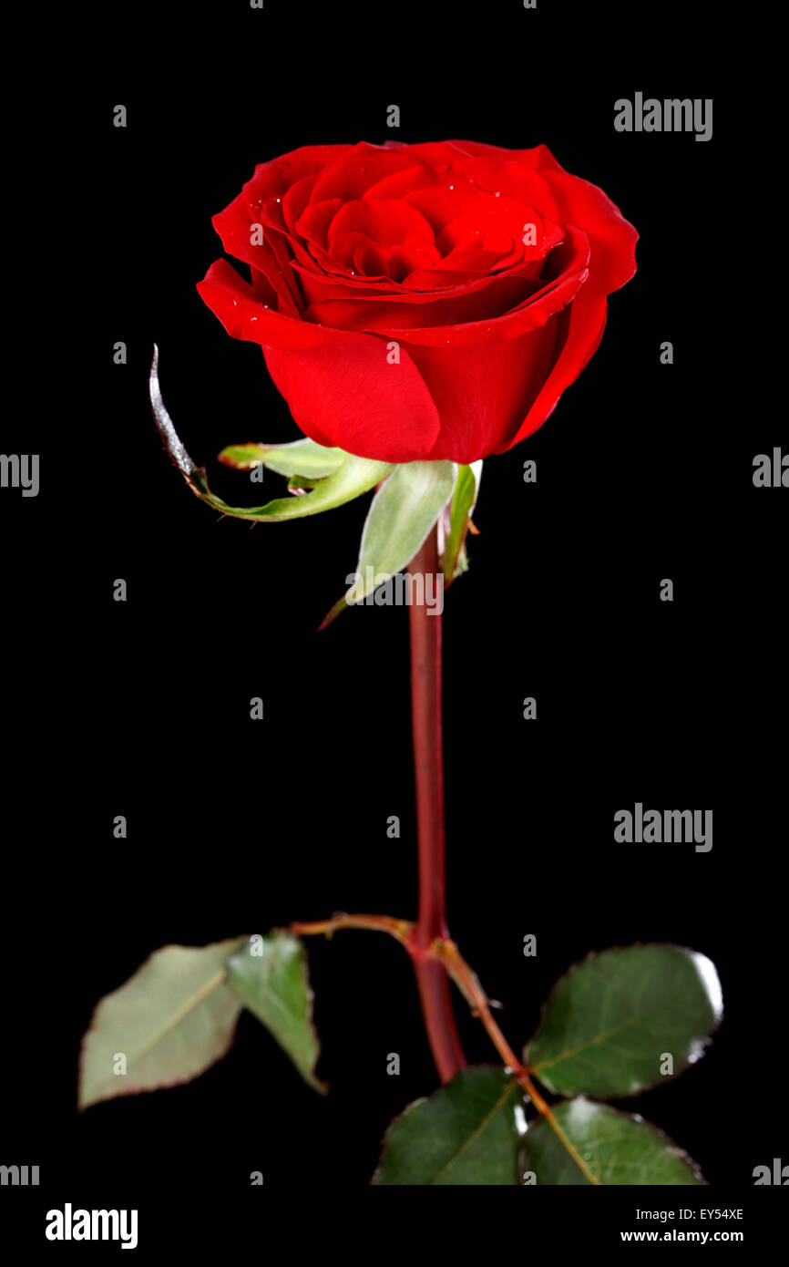 Single red rose cut out bud hi-res stock photography and images - Alamy