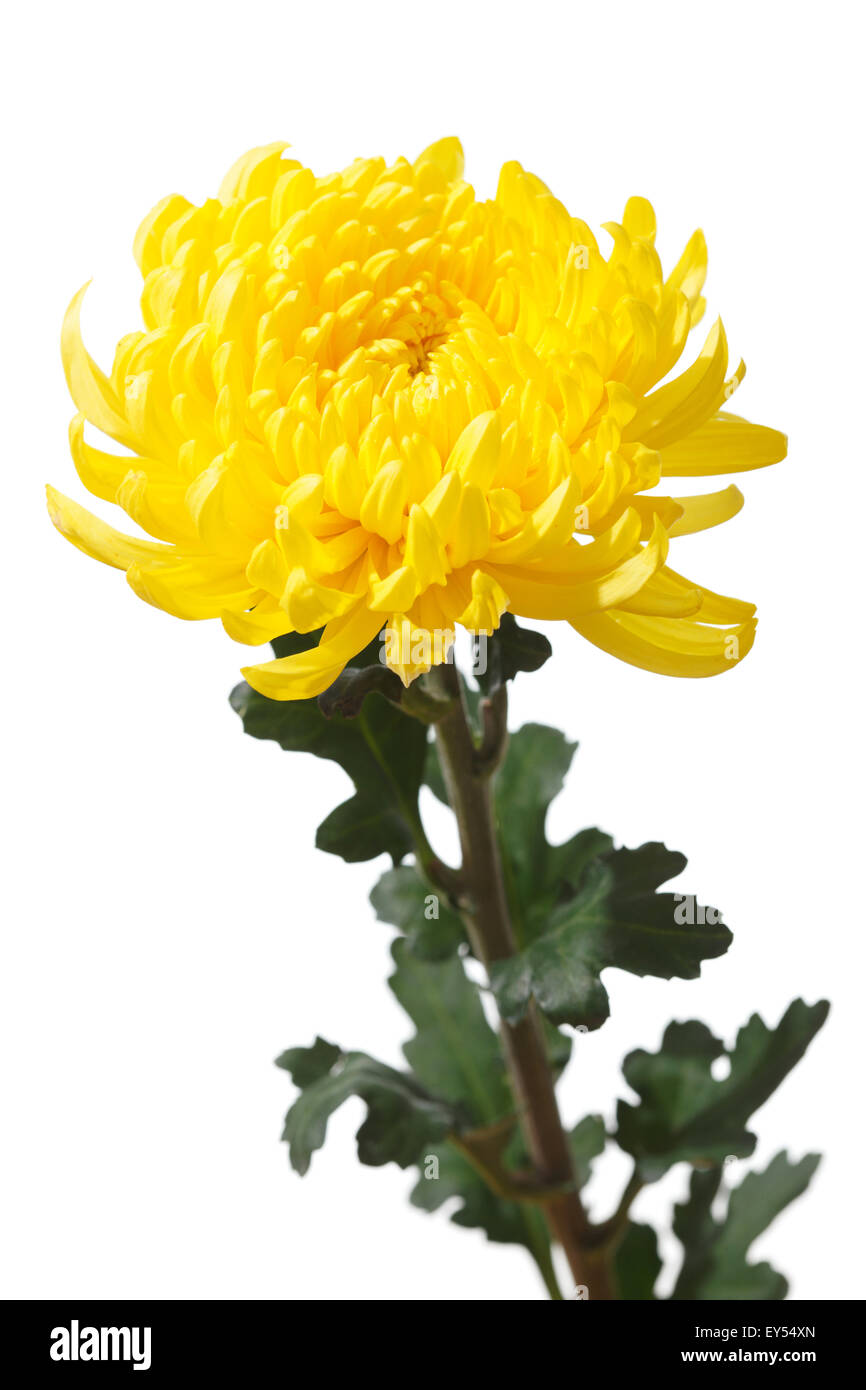 Chrysanthemum flower image Cut Out Stock Images & Pictures - Alamy