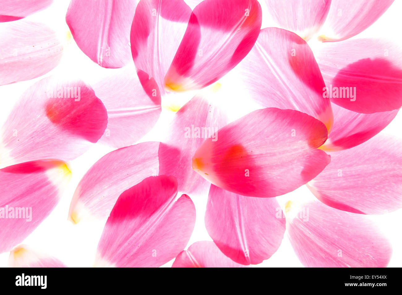 Tulip petals hi-res stock photography and images - Alamy