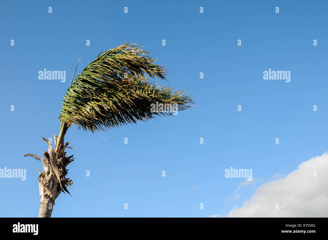 Palm Tree Blowing In The Wind Stock Photo - Alamy