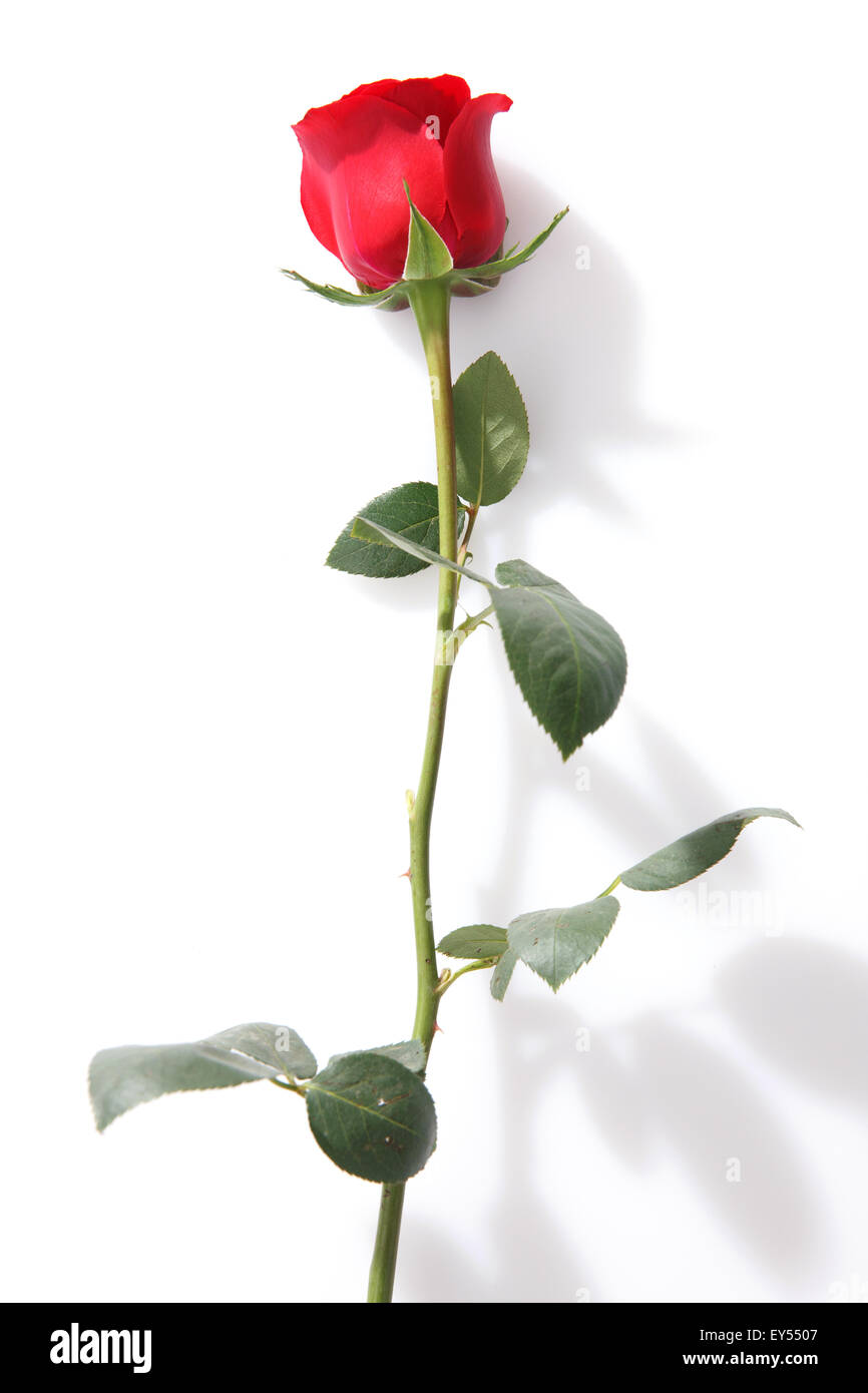 Single red rose Stock Photo - Alamy