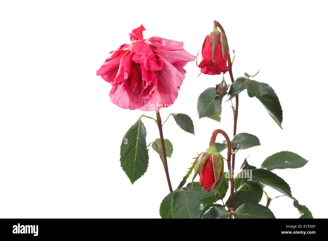 The withered roses Stock Photo - Alamy