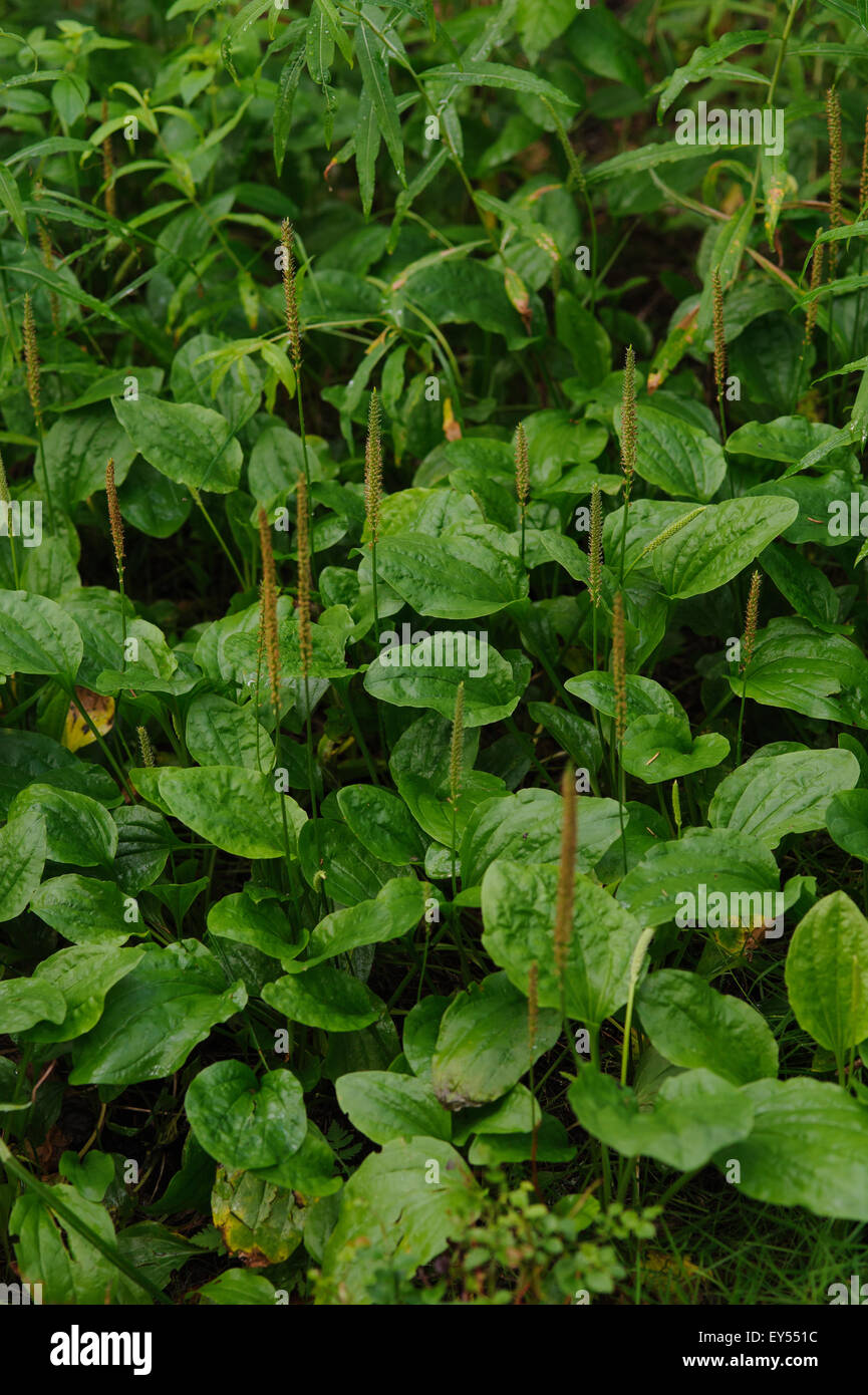 Plantains hi-res stock photography and images - Alamy