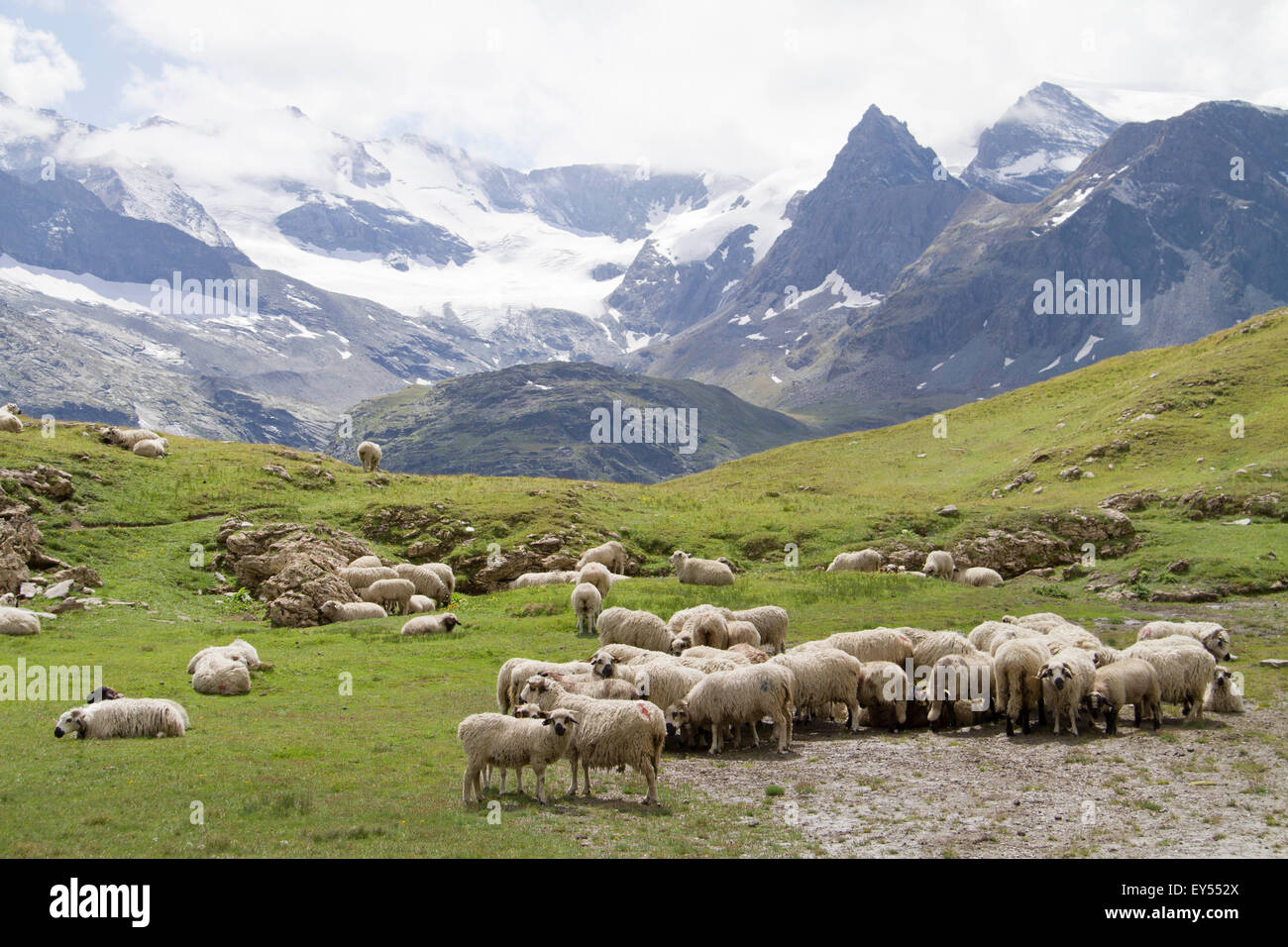 Sheep pasture - Haute Maurienne Alpes France Stock Photo - Alamy