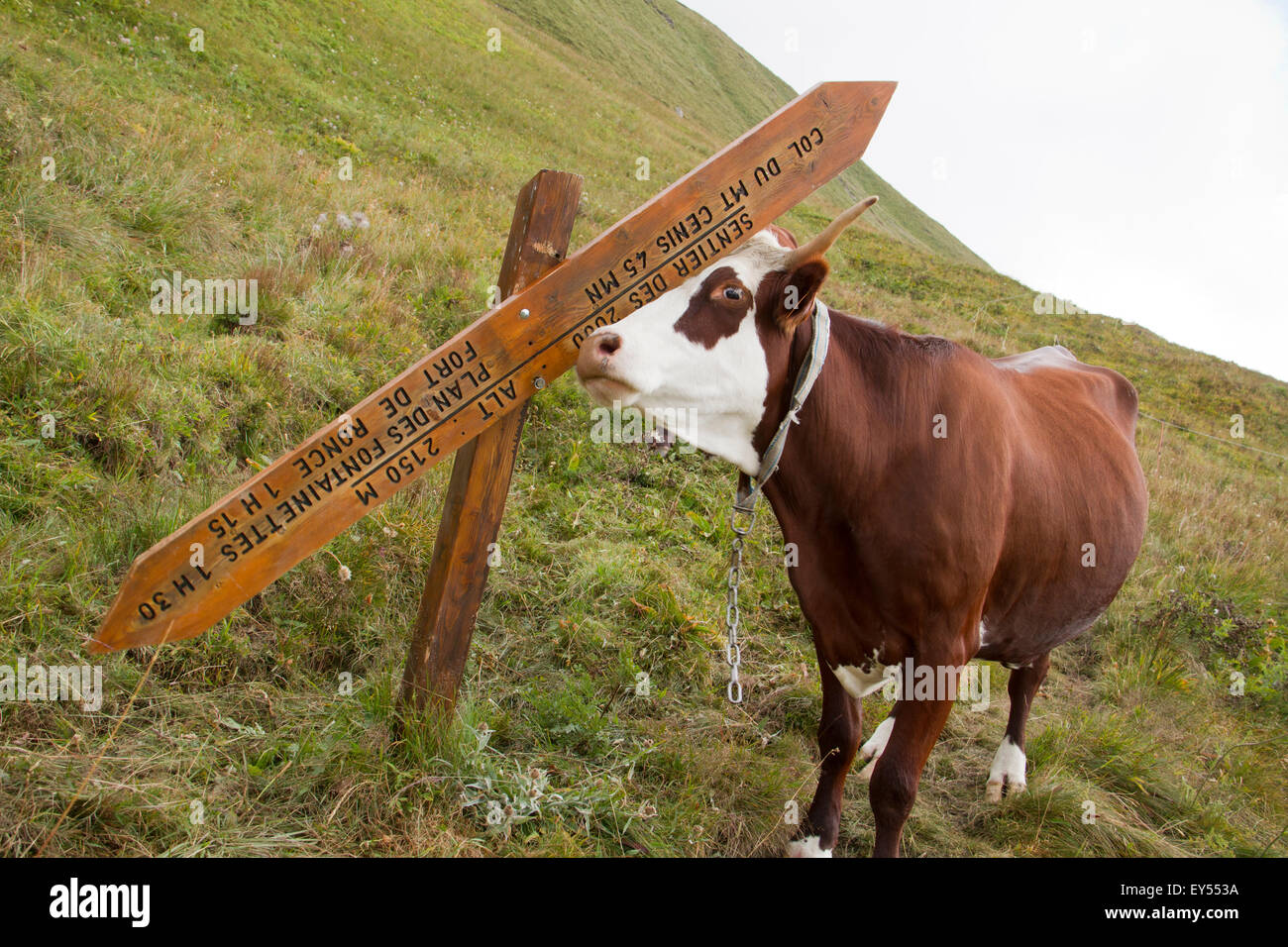 Scratching cow hi-res stock photography and images - Alamy