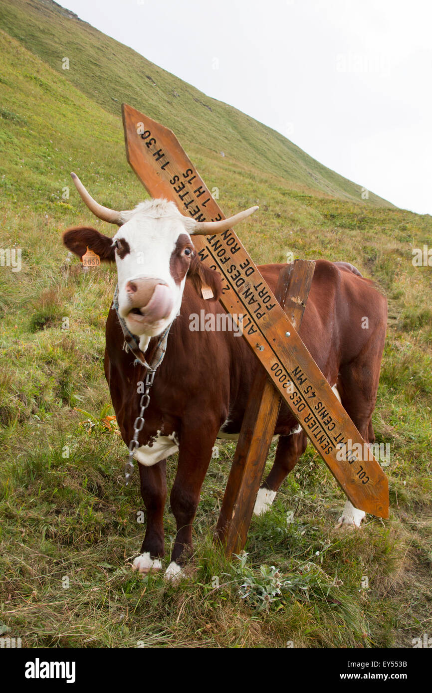 Scratching cow hi-res stock photography and images - Alamy