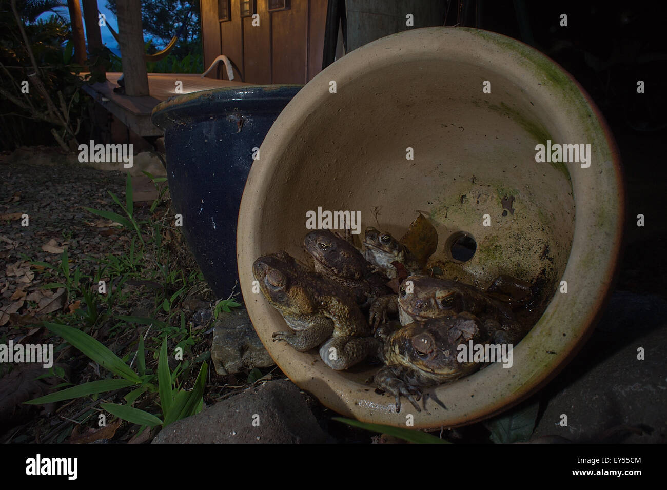 Cane Toads in plant pot - Fiji Stock Photo - Alamy