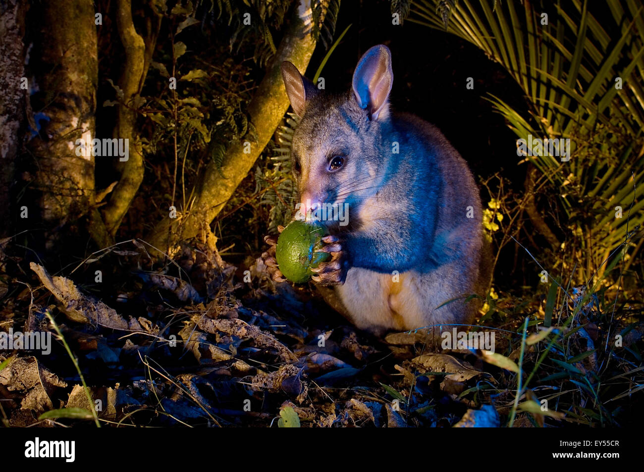 New zealand possum hi-res stock photography and images - Alamy